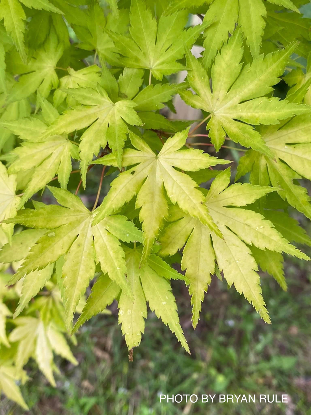 Buy Acer palmatum 'Orange Dream' Japanese Maple — Mr Maple │ Buy ...