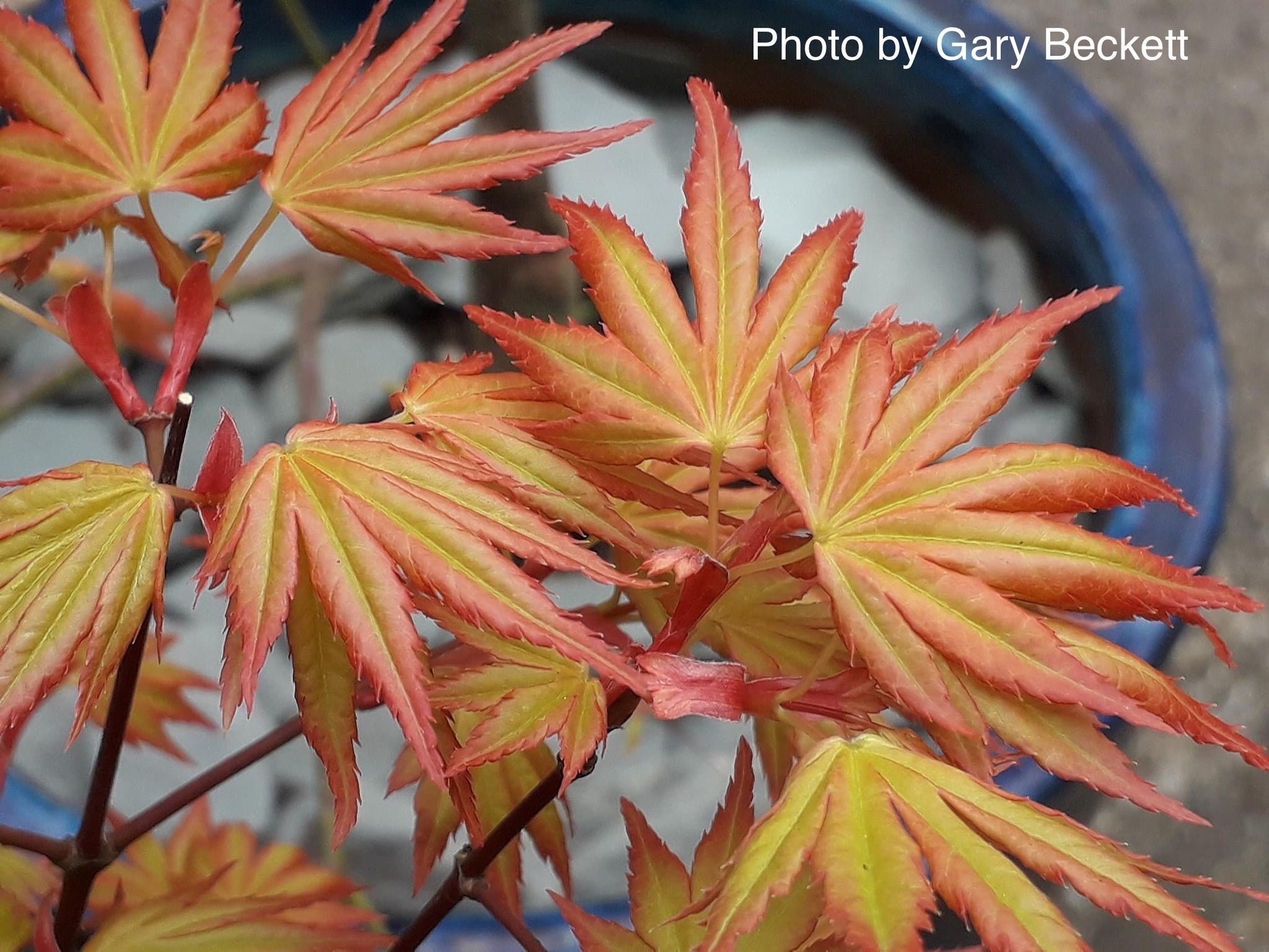 Buy Acer palmatum 'Orange Dream' Japanese Maple — Mr Maple │ Buy ...