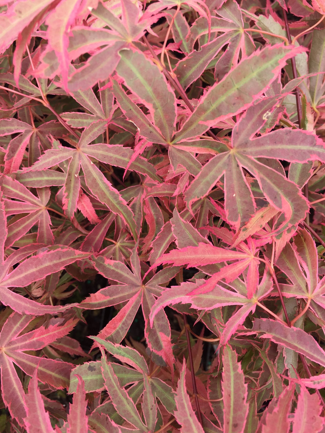 Buy Acer palmatum 'Geisha Gone Wild' Japanese Maple — Mr Maple │ Buy ...