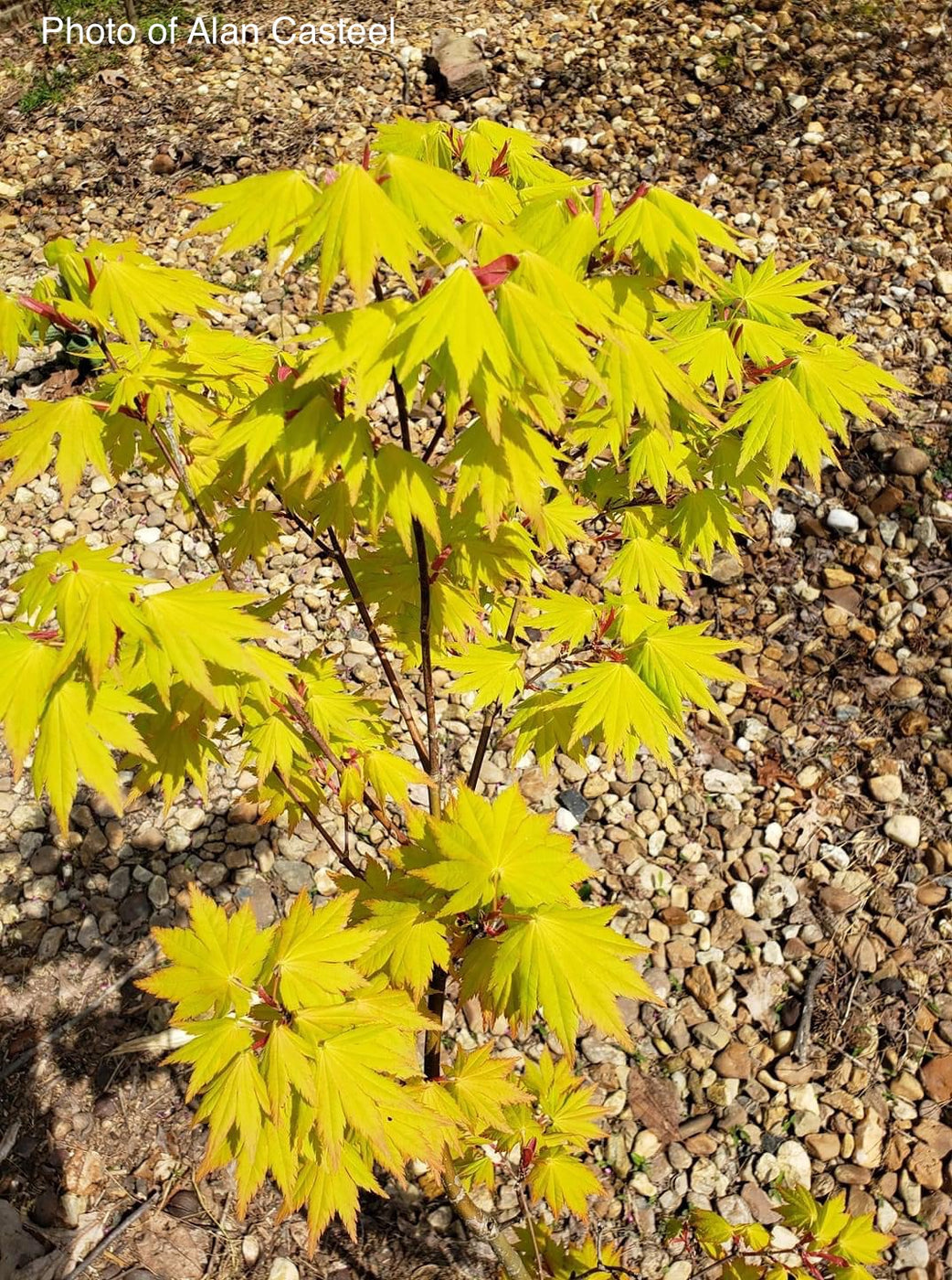 Buy Acer shirasawanum 'Jordan' Golden Full Moon Japanese Maple — Mr ...