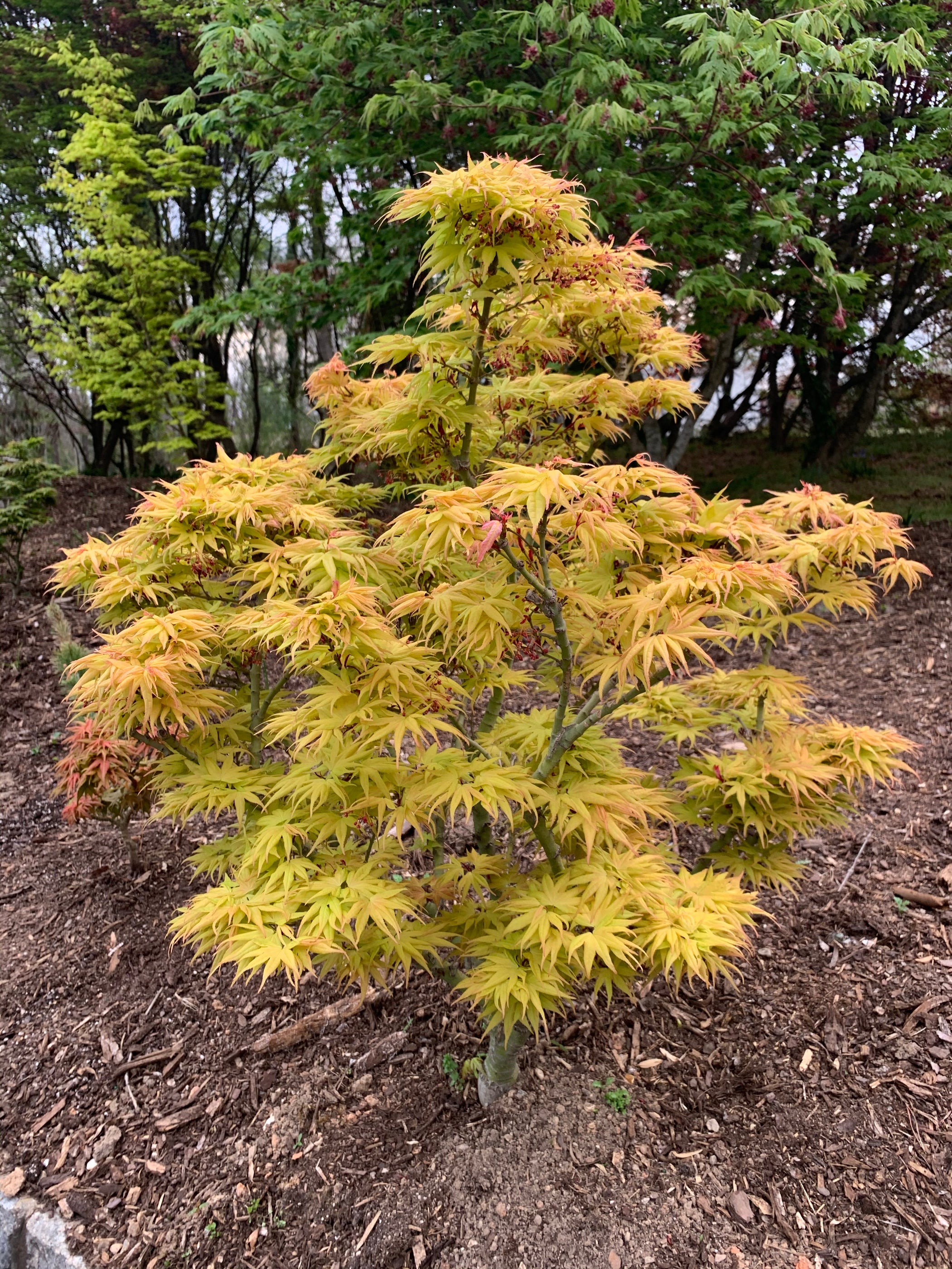 Buy Acer palmatum 'Mayday' Rare Dwarf Japanese Maple — Mr Maple │ Buy ...