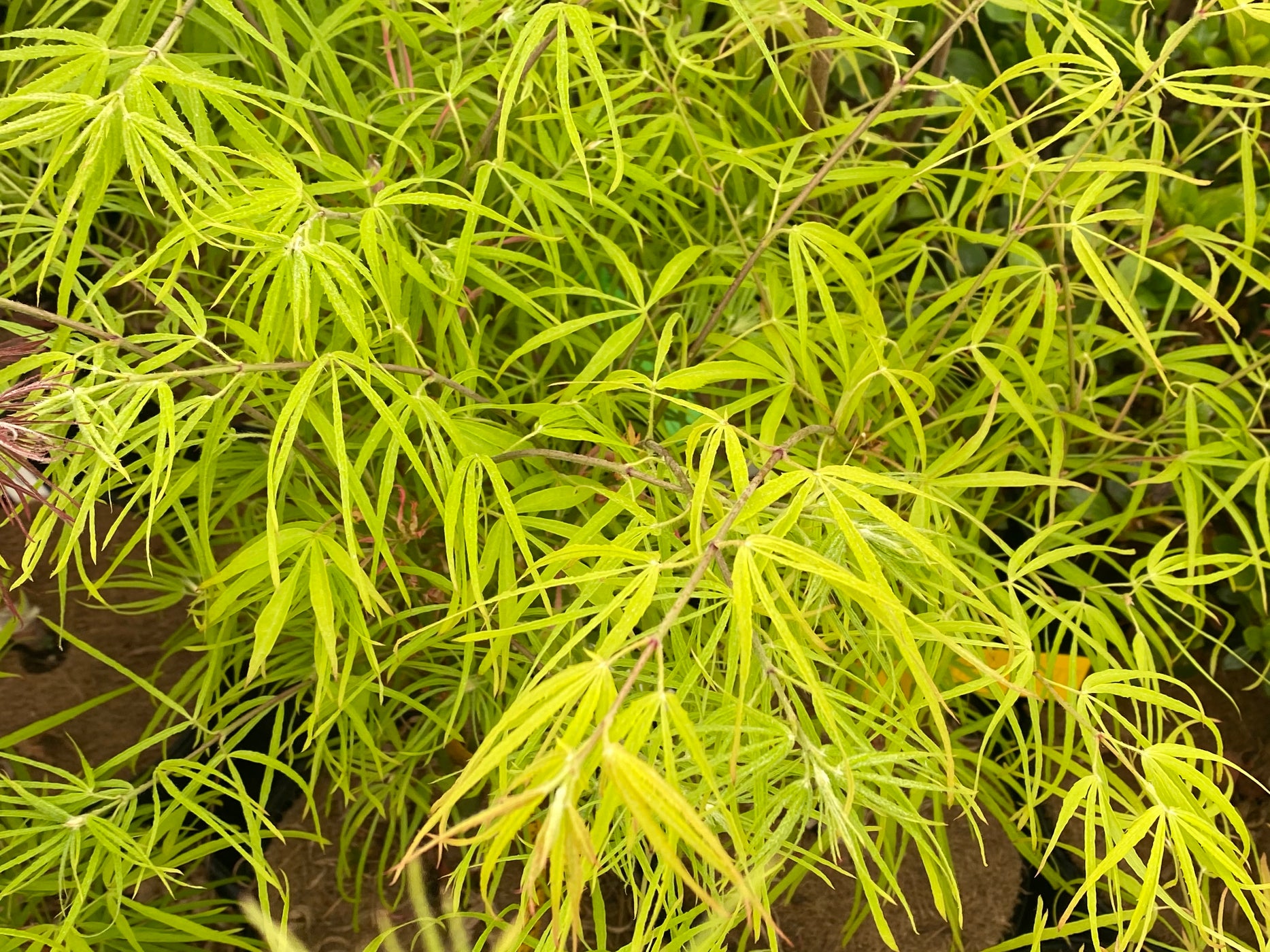 Buy Acer palmatum 'Yellow Threads' Rare Japanese Maple — Mr Maple │ Buy ...