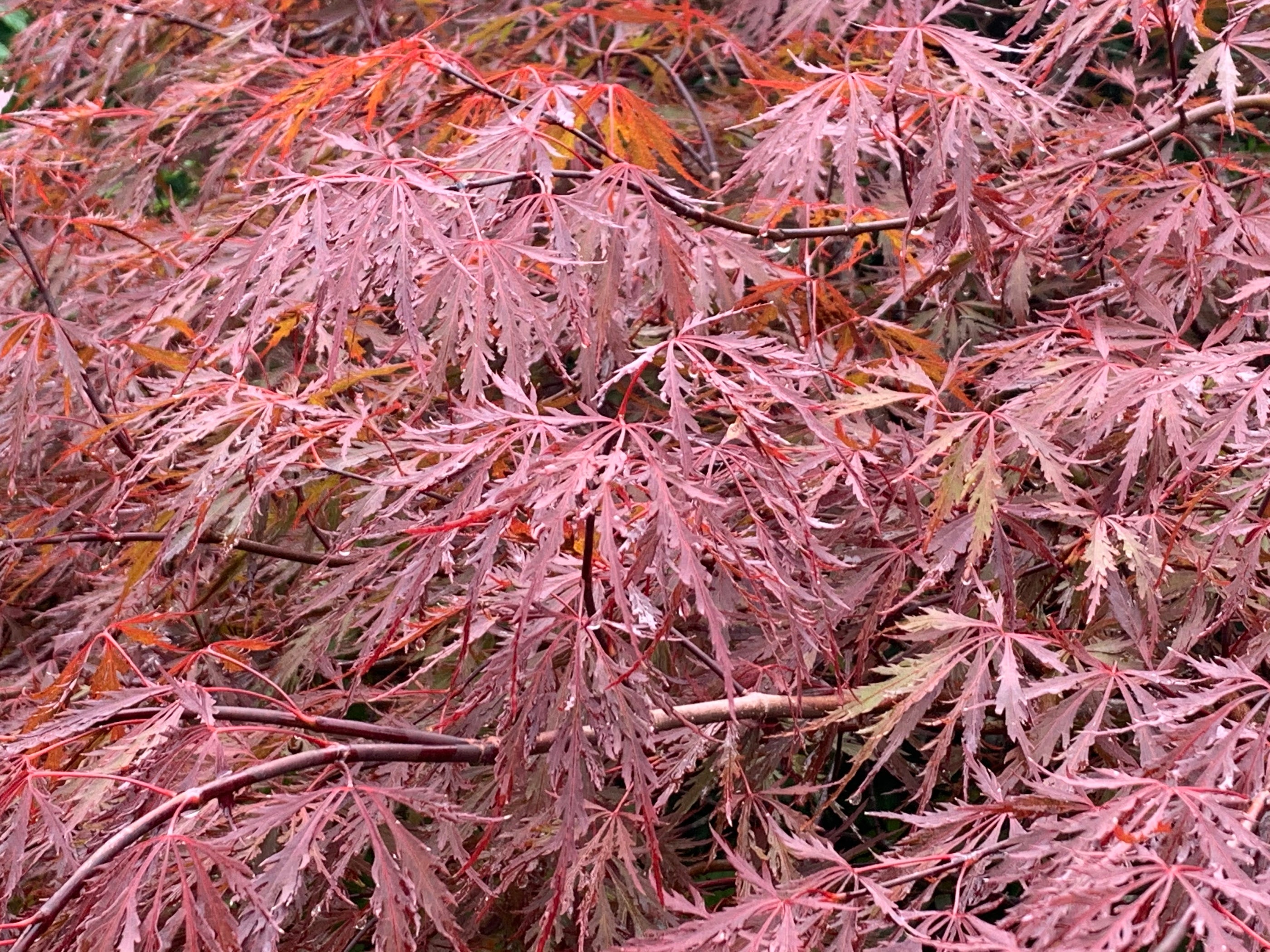Buy Acer palmatum dissectum 'Red Dragon' Dwarf Japanese Maple — Mr ...