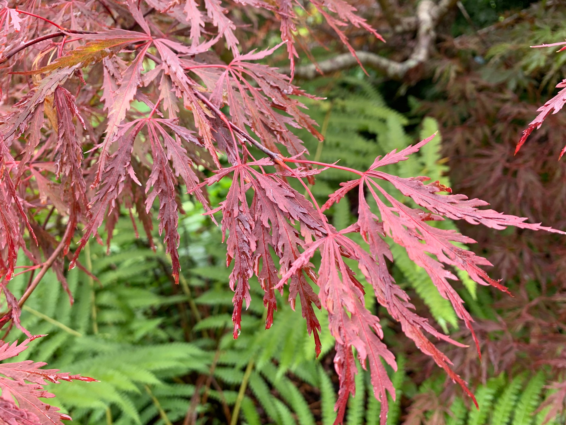 Buy Acer palmatum dissectum 'Red Dragon' Dwarf Japanese Maple — Mr ...