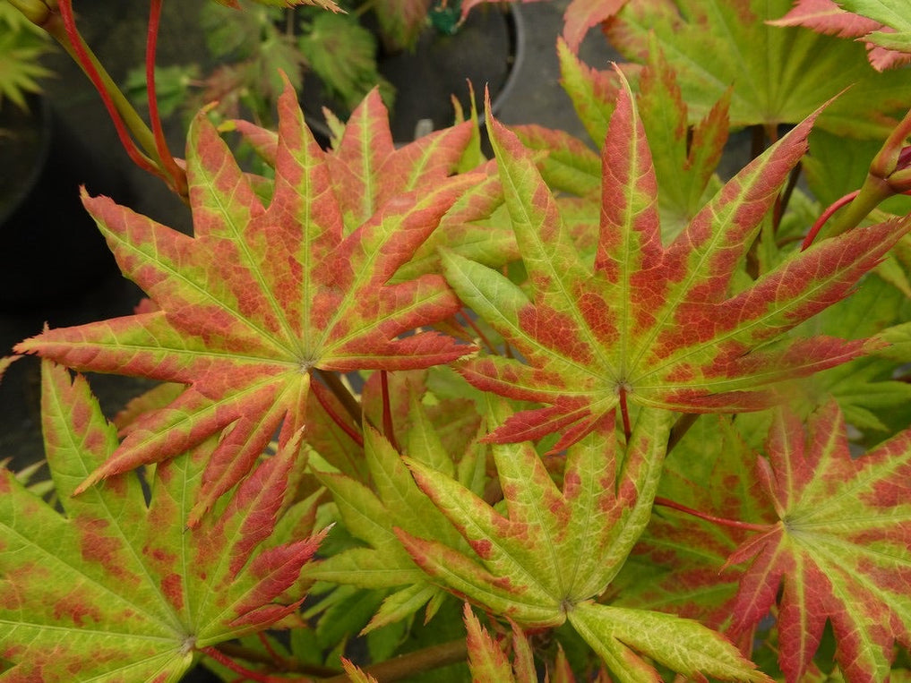 Buy Acer shirasawanum Moonrise™ Full Moon Japanese Maple — Mr Maple ...