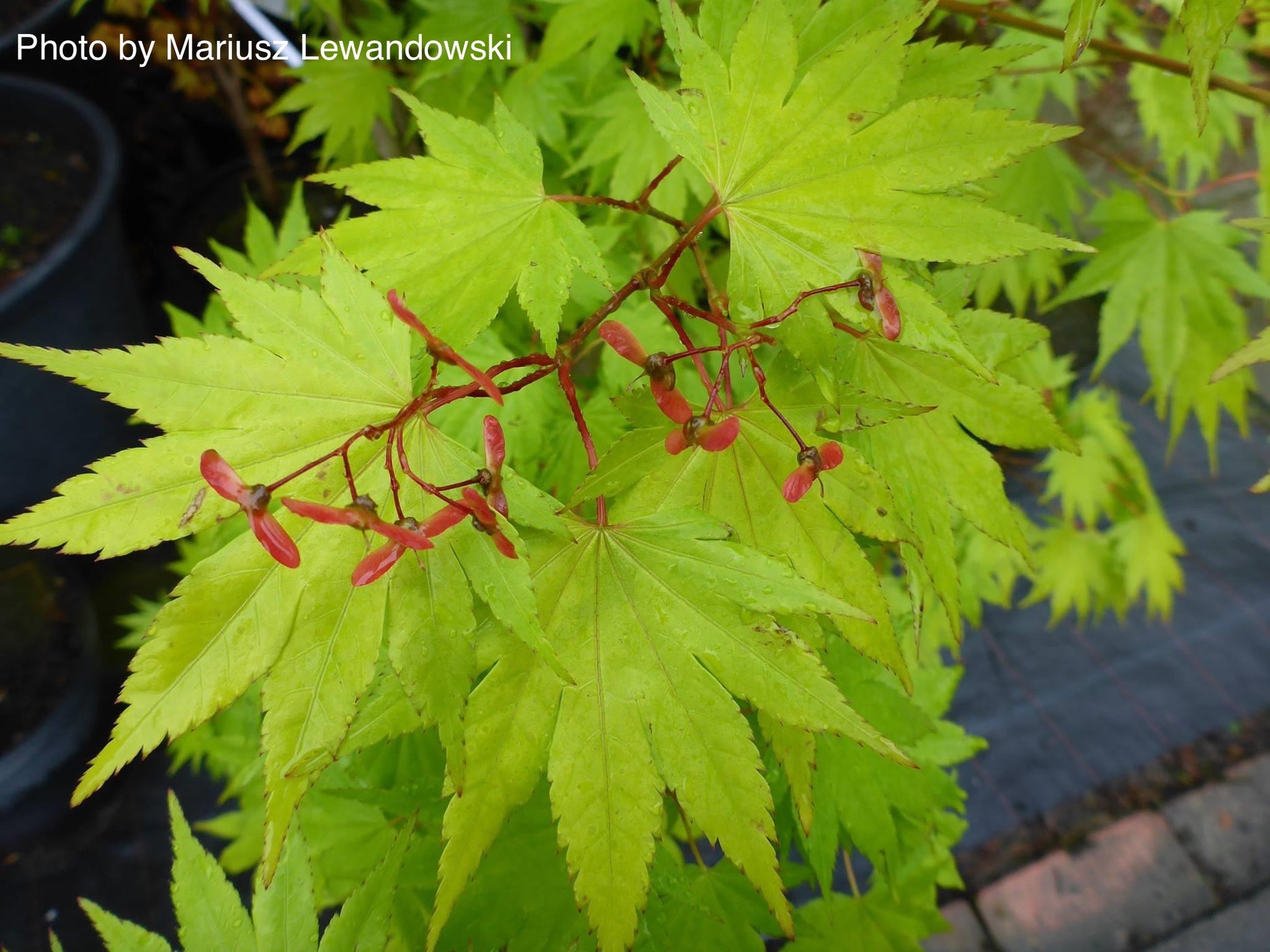 Buy Acer shirasawanum 'Jordan' Golden Full Moon Japanese Maple — Mr ...