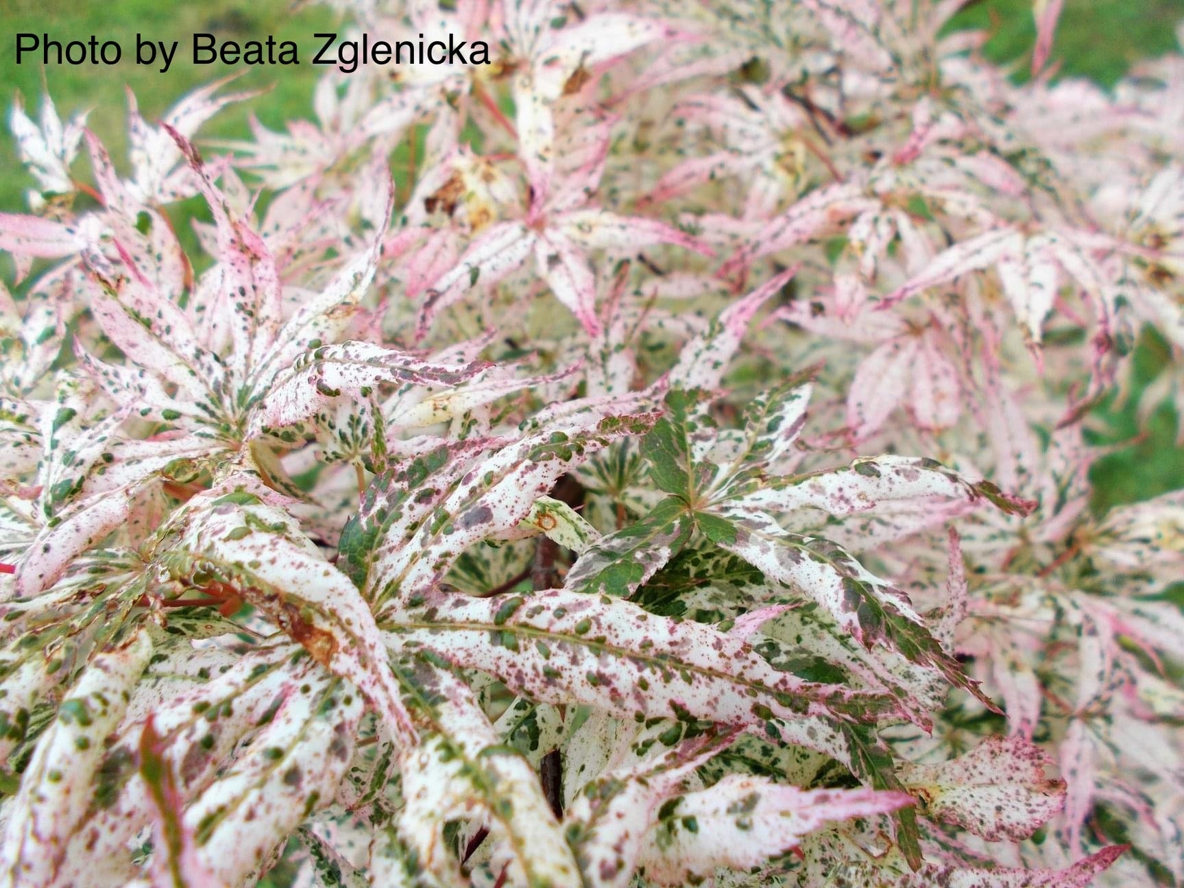 Buy Acer palmatum 'Ukigumo' Floating Clouds Japanese Maple — Mr Maple ...