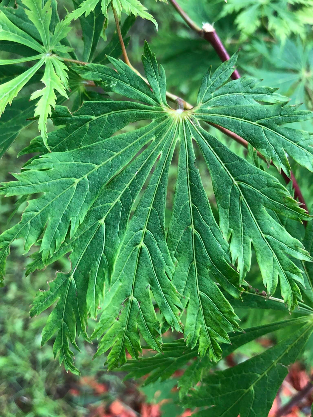 Buy Acer japonicum 'Mai kujaku' Dancing Peacock Japanese Maple — Mr ...
