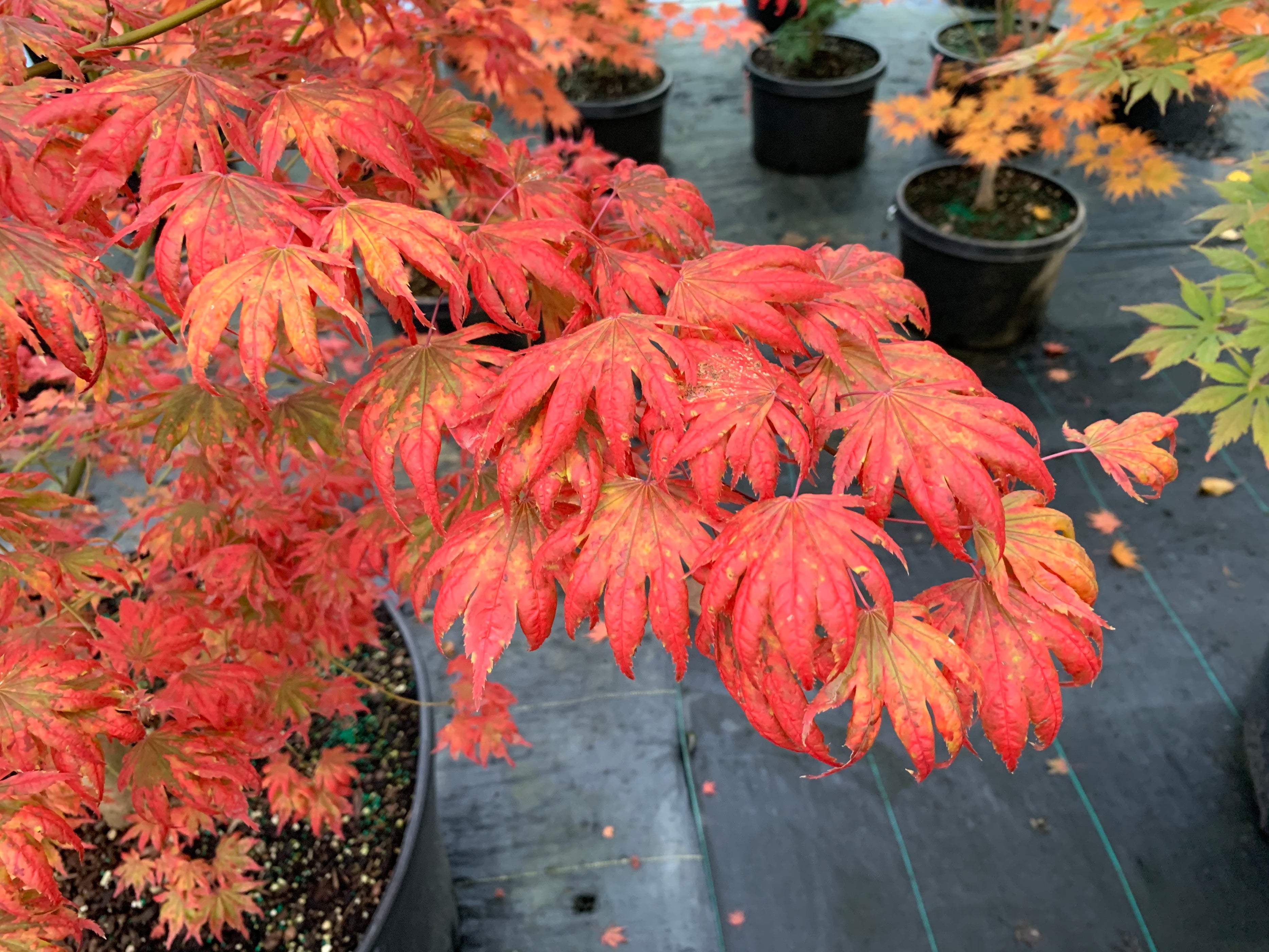 Buy Acer palmatum x 'Purple Curl' Japanese Maple — Mr Maple │ Buy ...