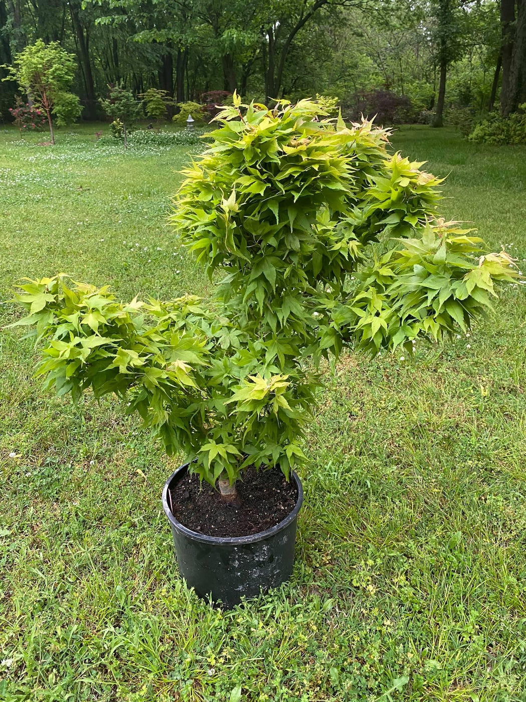 Buy Acer palmatum 'Japanese Princess' Dwarf Japanese Maple — Mr Maple ...