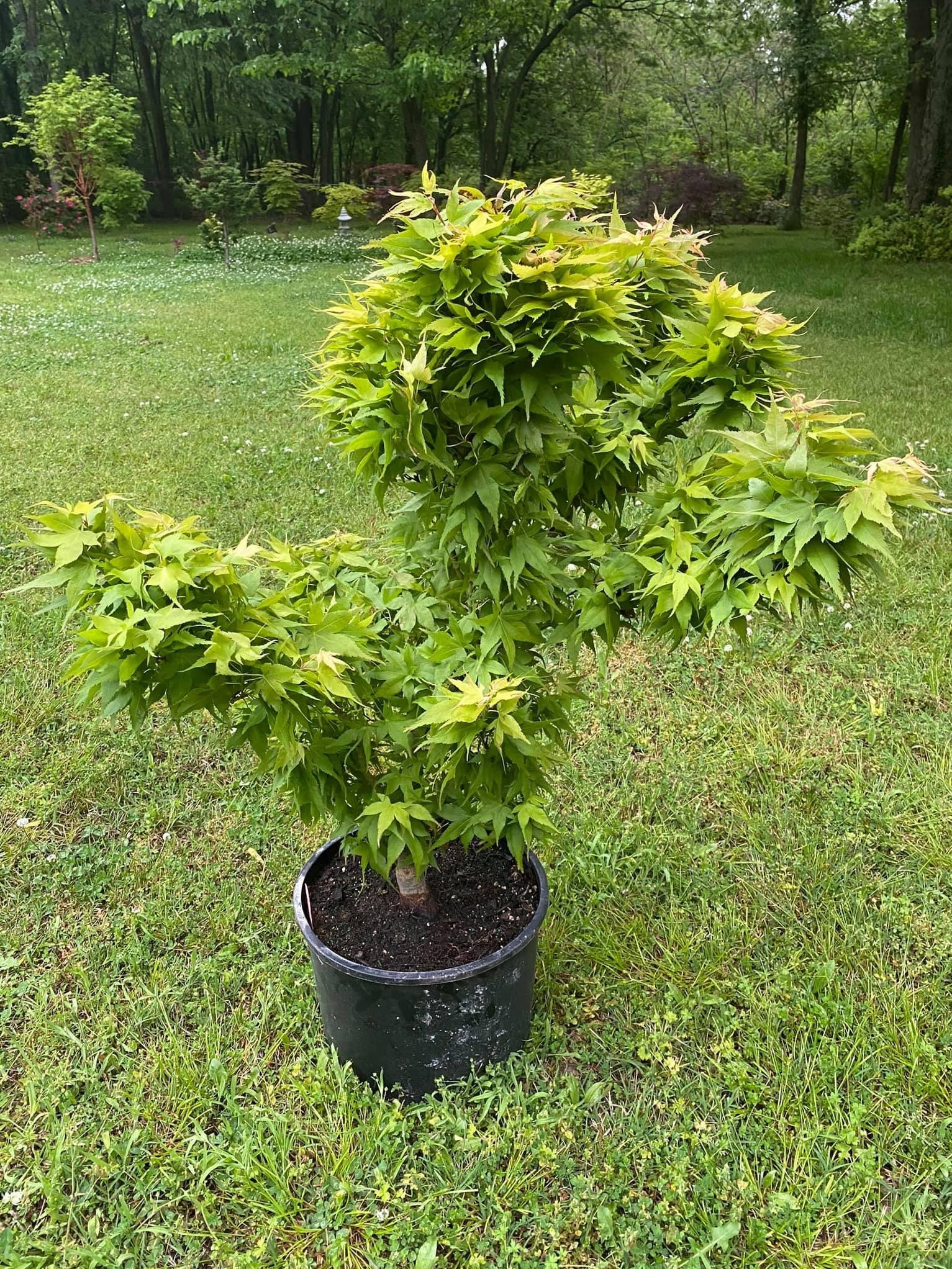 Buy Acer palmatum 'Japanese Princess' Dwarf Japanese Maple — Mr Maple ...