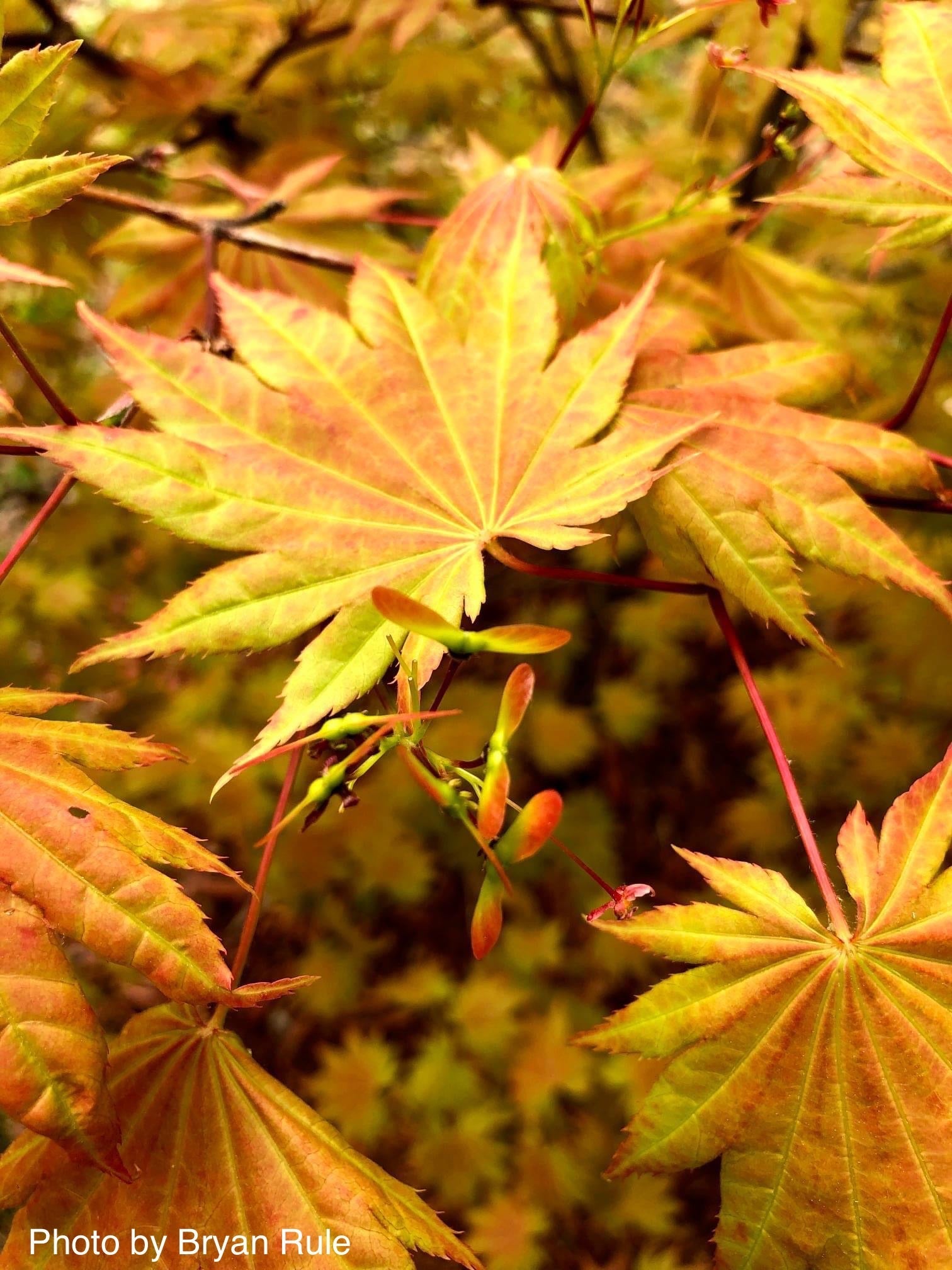 Buy Acer shirasawanum Moonrise™ Full Moon Japanese Maple — Mr Maple ...