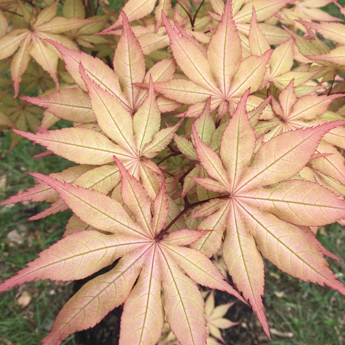 Buy Acer palmatum 'Amber Ghost' Japanese Maple — Mr Maple │ Buy ...