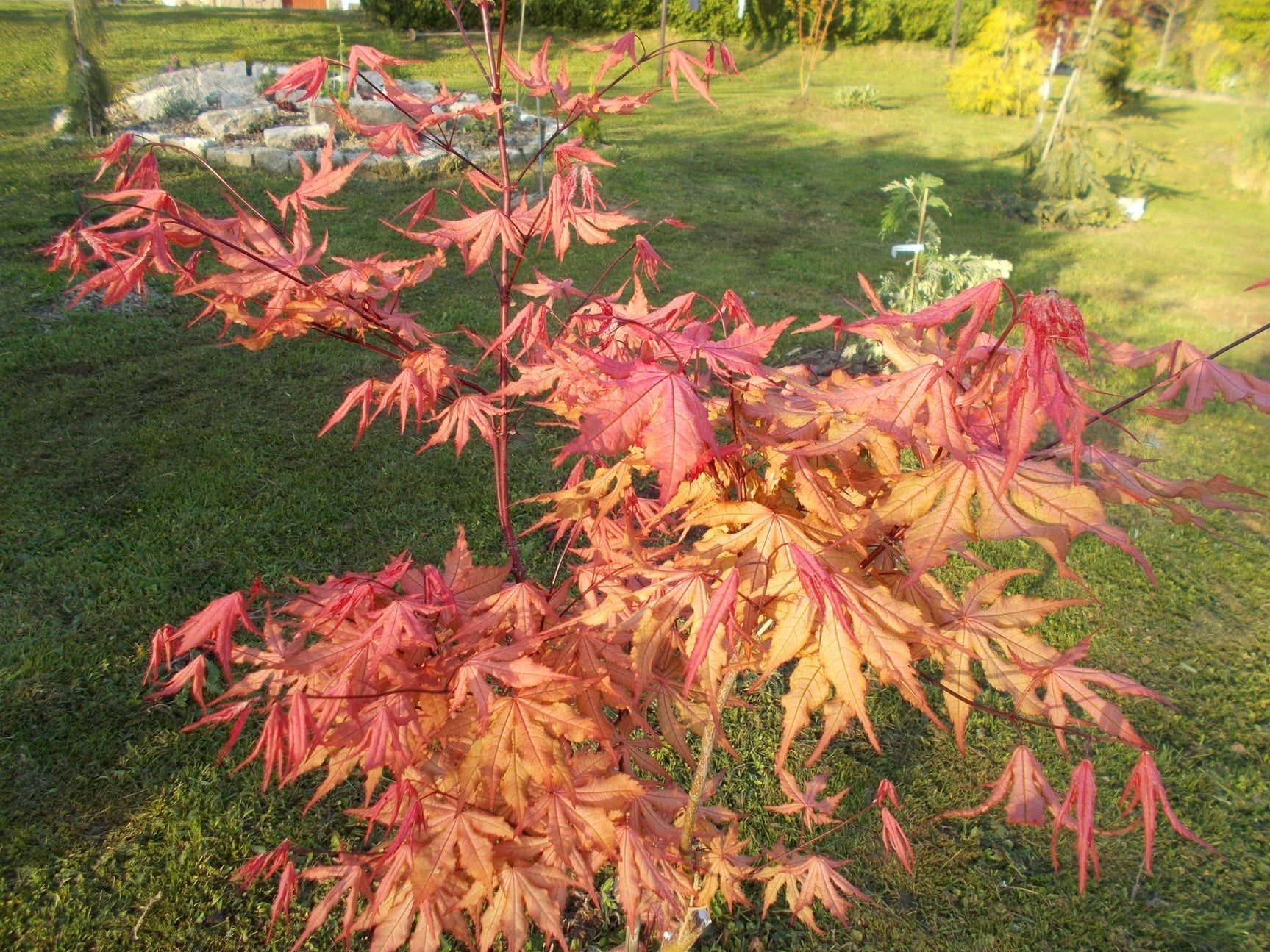 Buy Acer palmatum 'Amber Ghost' Japanese Maple — Mr Maple │ Buy ...