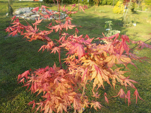 Buy Acer palmatum 'Amber Ghost' Japanese Maple — Mr Maple │ Buy ...