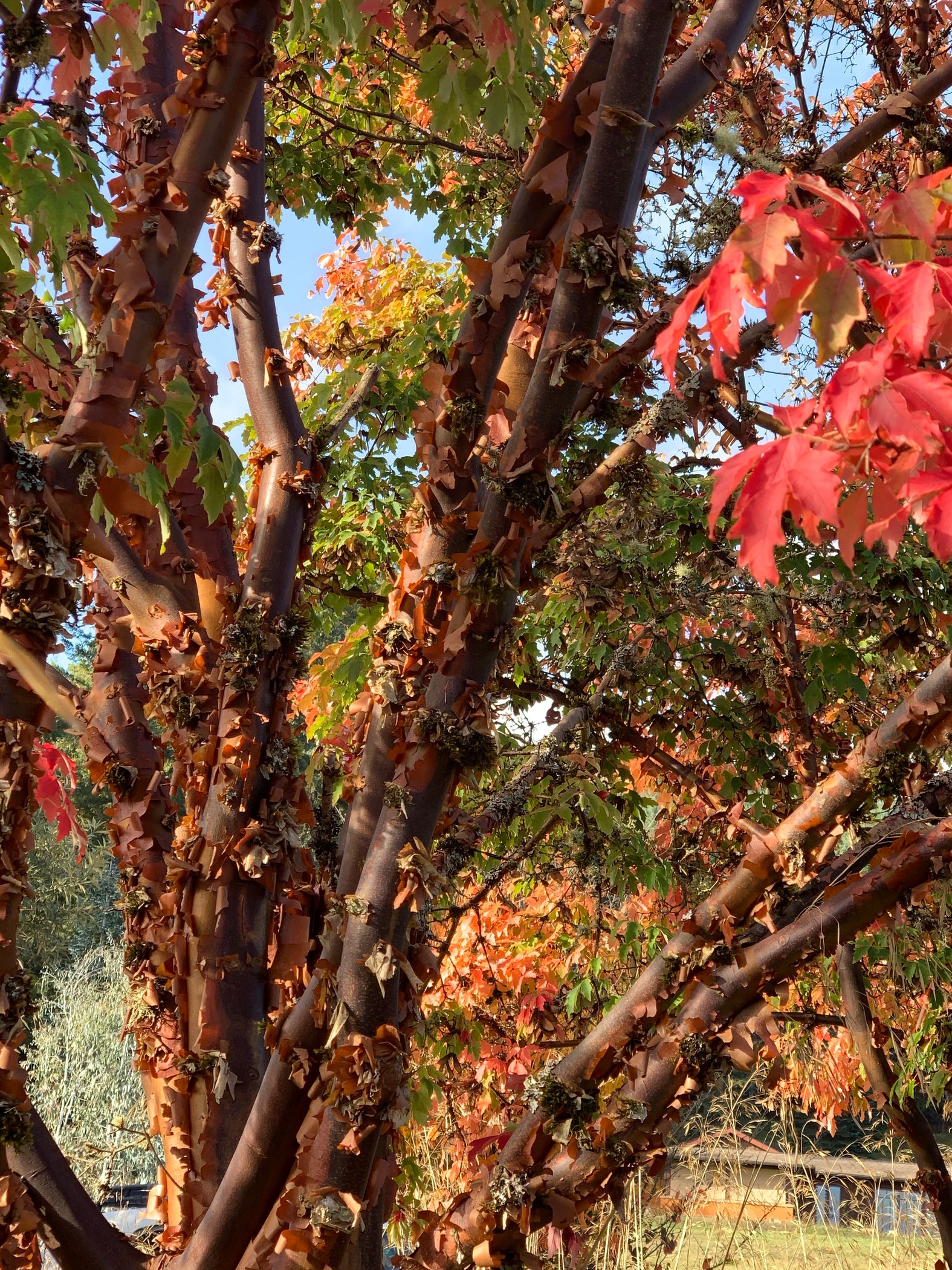 Buy Acer griseum - Paperbark Maple — Mr Maple │ Buy Japanese Maple Trees