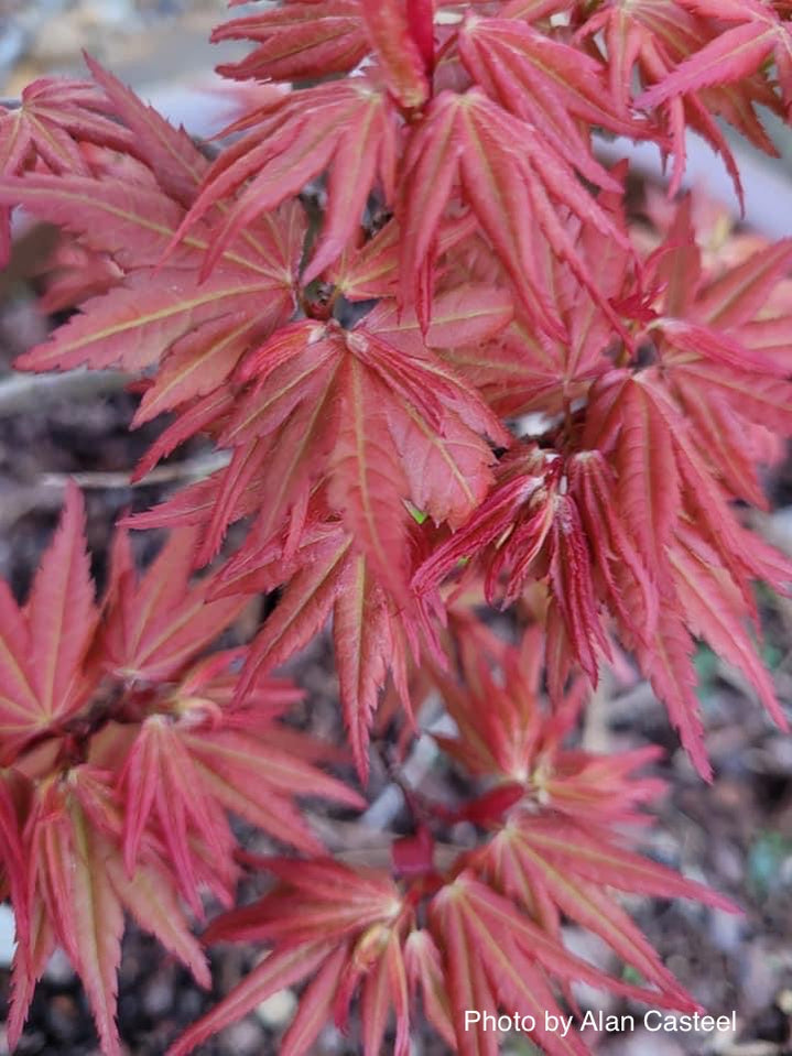 Buy Acer palmatum 'Mystic Mikawa' Miniature Japanese Maple — Mr Maple ...