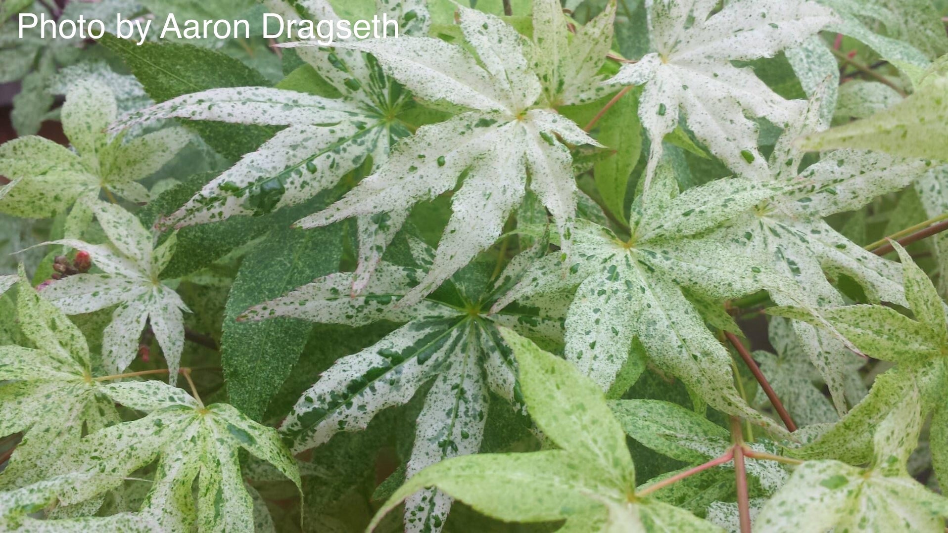 Buy Acer palmatum 'Ukigumo' Floating Clouds Japanese Maple — Mr Maple ...