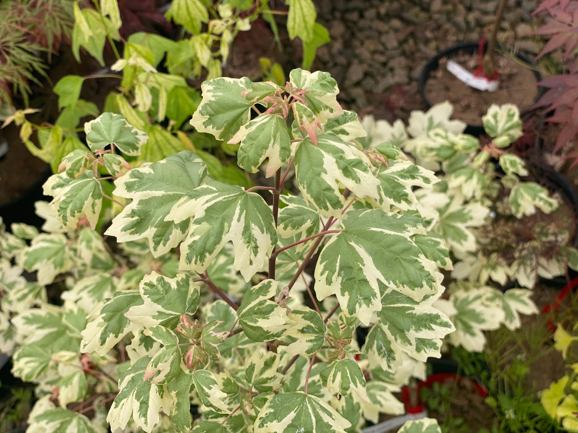 Buy Acer campestre 'Carnival' White Variegated Maple — Mr Maple │ Buy ...