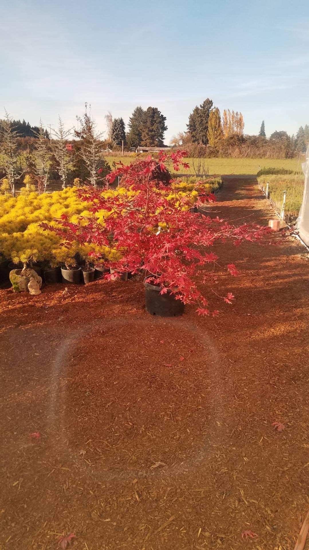 Buy Acer palmatum 'Ruby de Sofia’ Japanese Maple — Mr Maple │ Buy ...