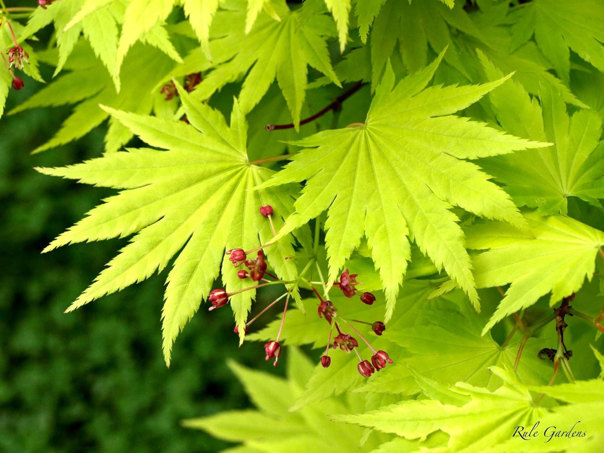 Buy Acer shirasawanum 'Jordan' Golden Full Moon Japanese Maple — Mr ...