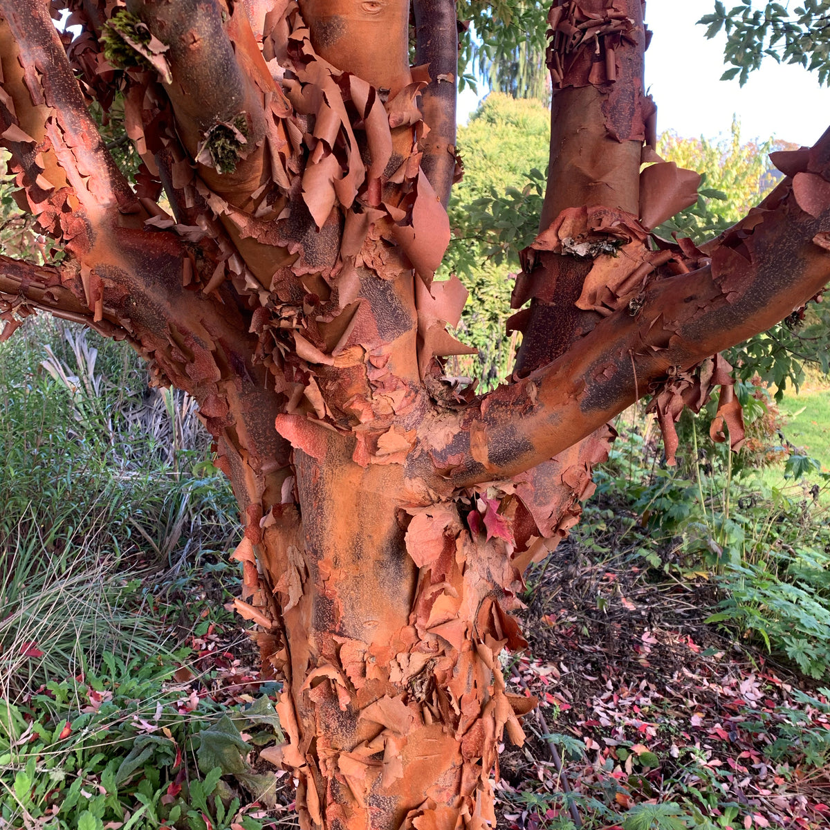 Buy Acer griseum - Paperbark Maple — Mr Maple │ Buy Japanese Maple Trees