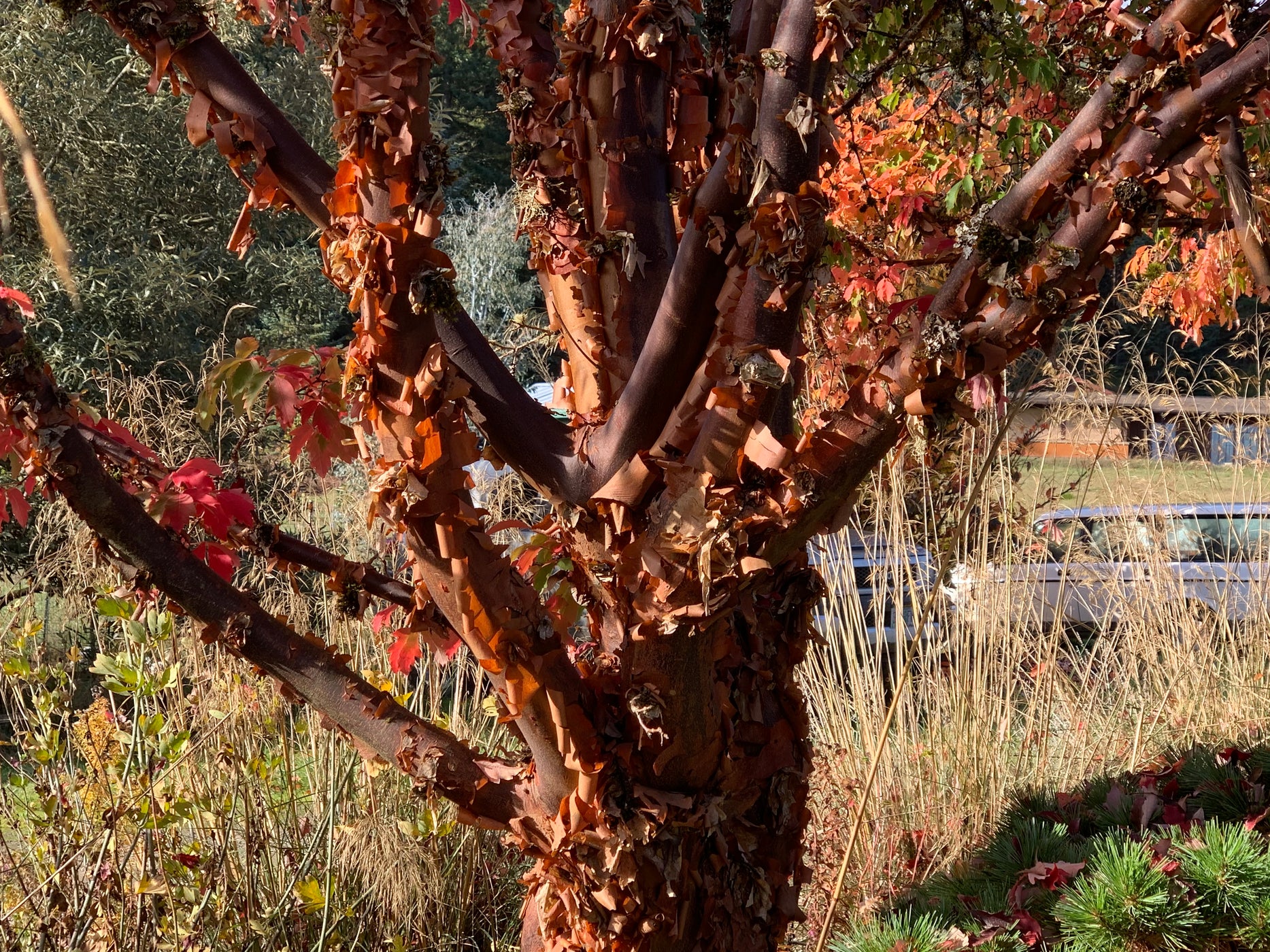 Buy Acer griseum - Paperbark Maple — Mr Maple │ Buy Japanese Maple Trees