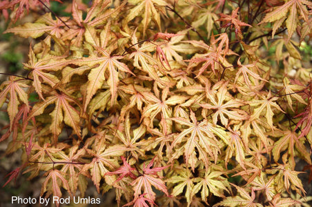 Buy Acer palmatum 'Amber Ghost' Japanese Maple — Mr Maple │ Buy ...