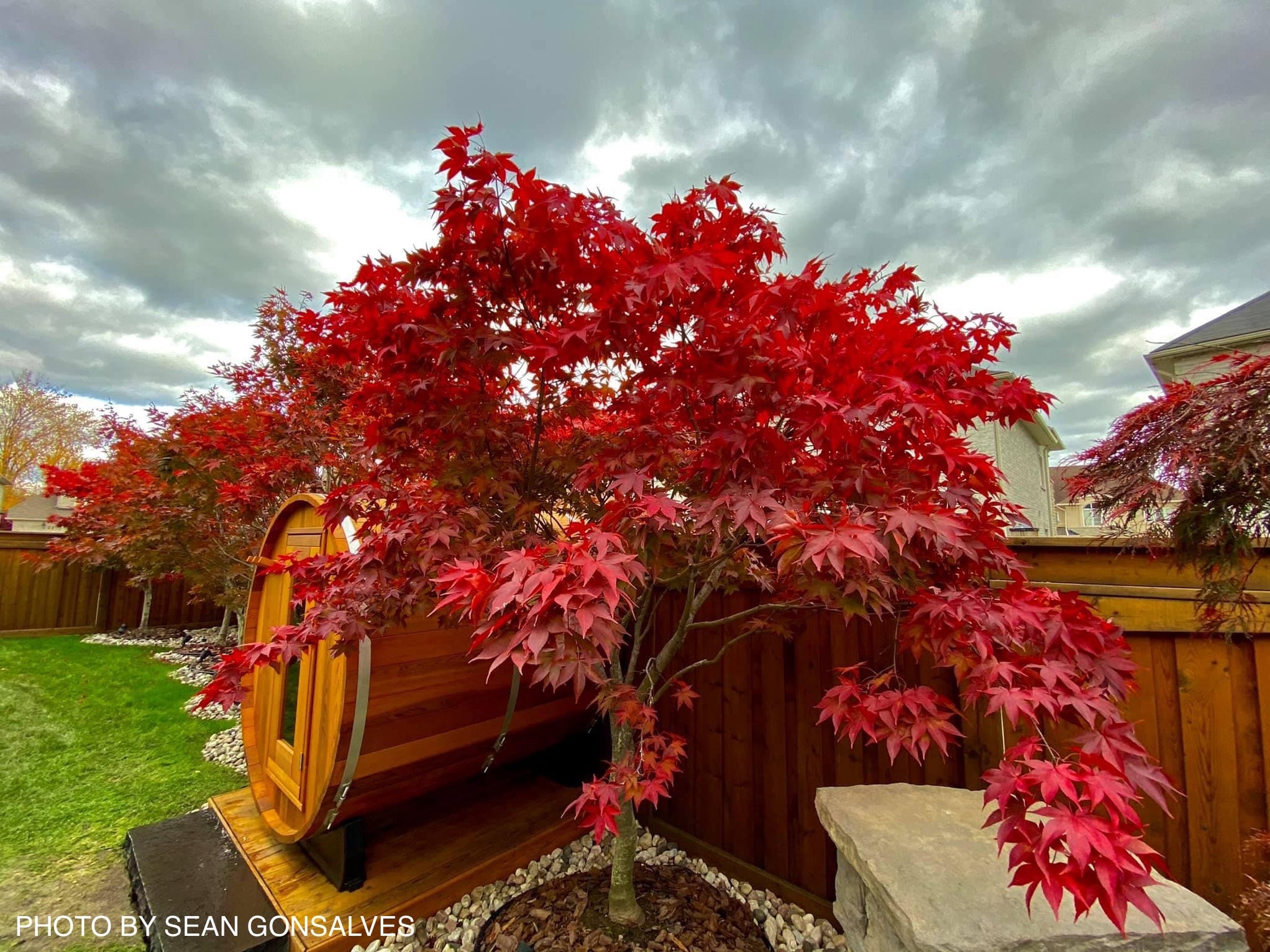 Buy Acer palmatum 'Osakazuki' Japanese Maple — Mr Maple │ Buy Japanese ...