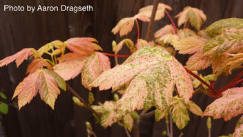 Buy Acer pseudoplatanus 'Esk Sunset' Rare Variegated Eskimo Sunset ...