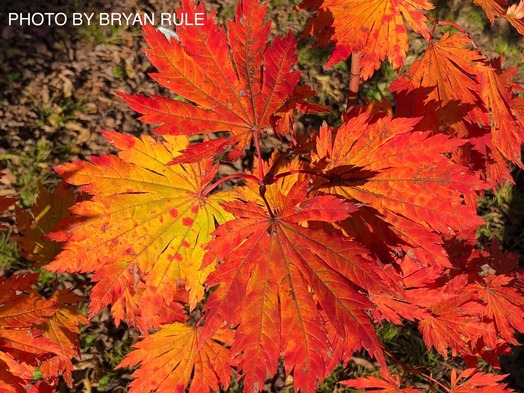 Buy Acer japonicum 'Yama kage' Mountain Shadows Full Moon Japanese ...