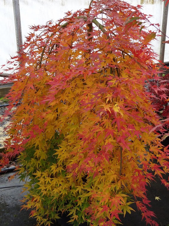 Buy Acer palmatum 'Ryusen' Japanese Maple — Mr Maple │ Buy Japanese ...