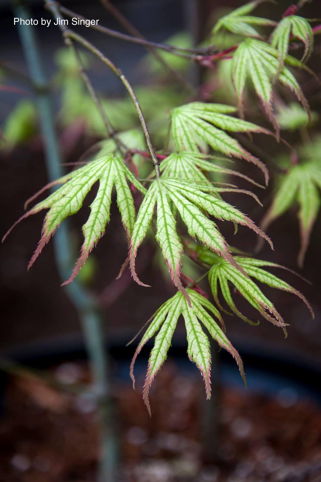 Buy Acer palmatum 'Phantom Flame' Japanese Maple — Mr Maple │ Buy ...