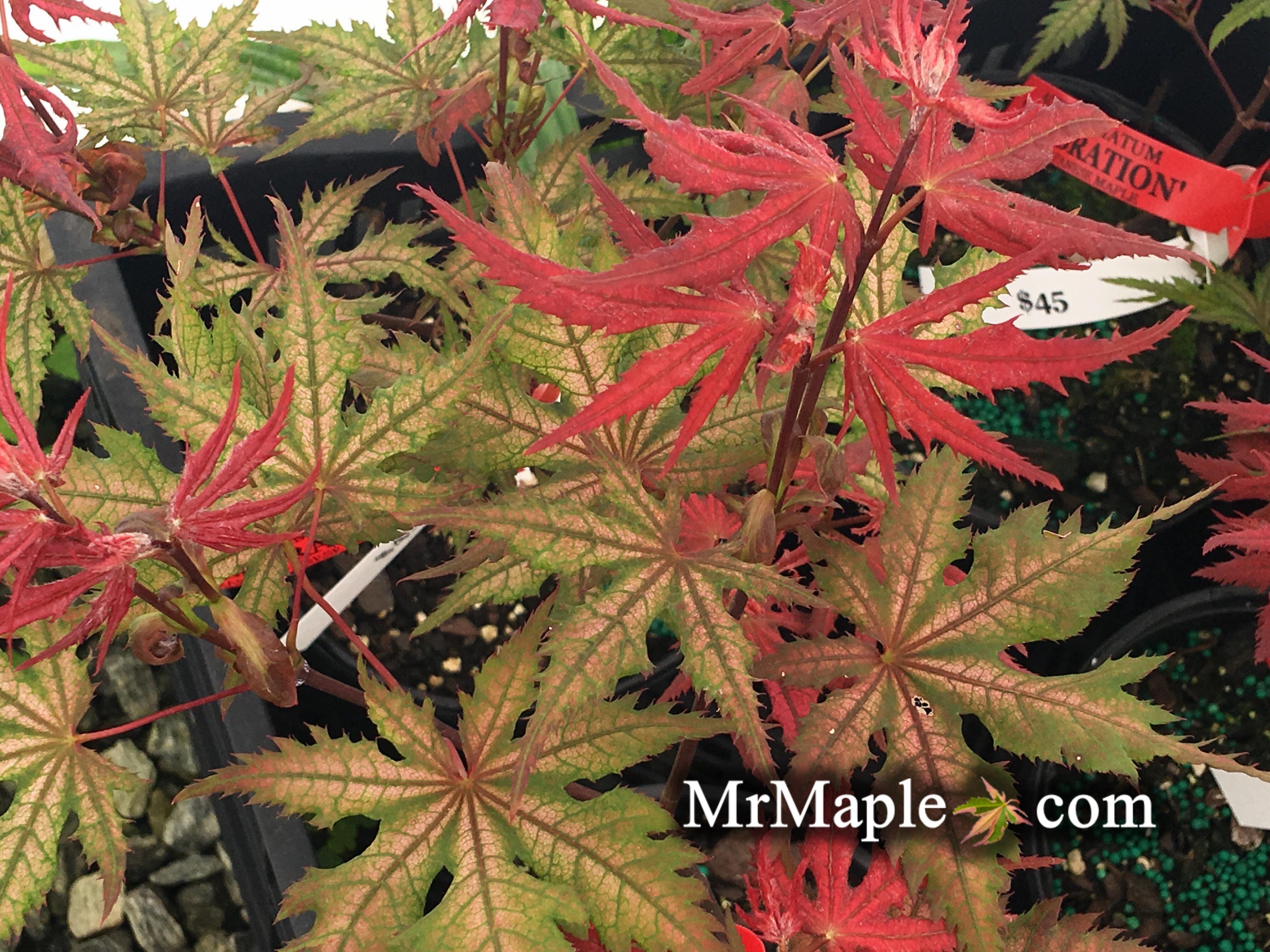 Buy Acer palmatum 'Celebration' Japanese Maple — Mr Maple │ Buy ...