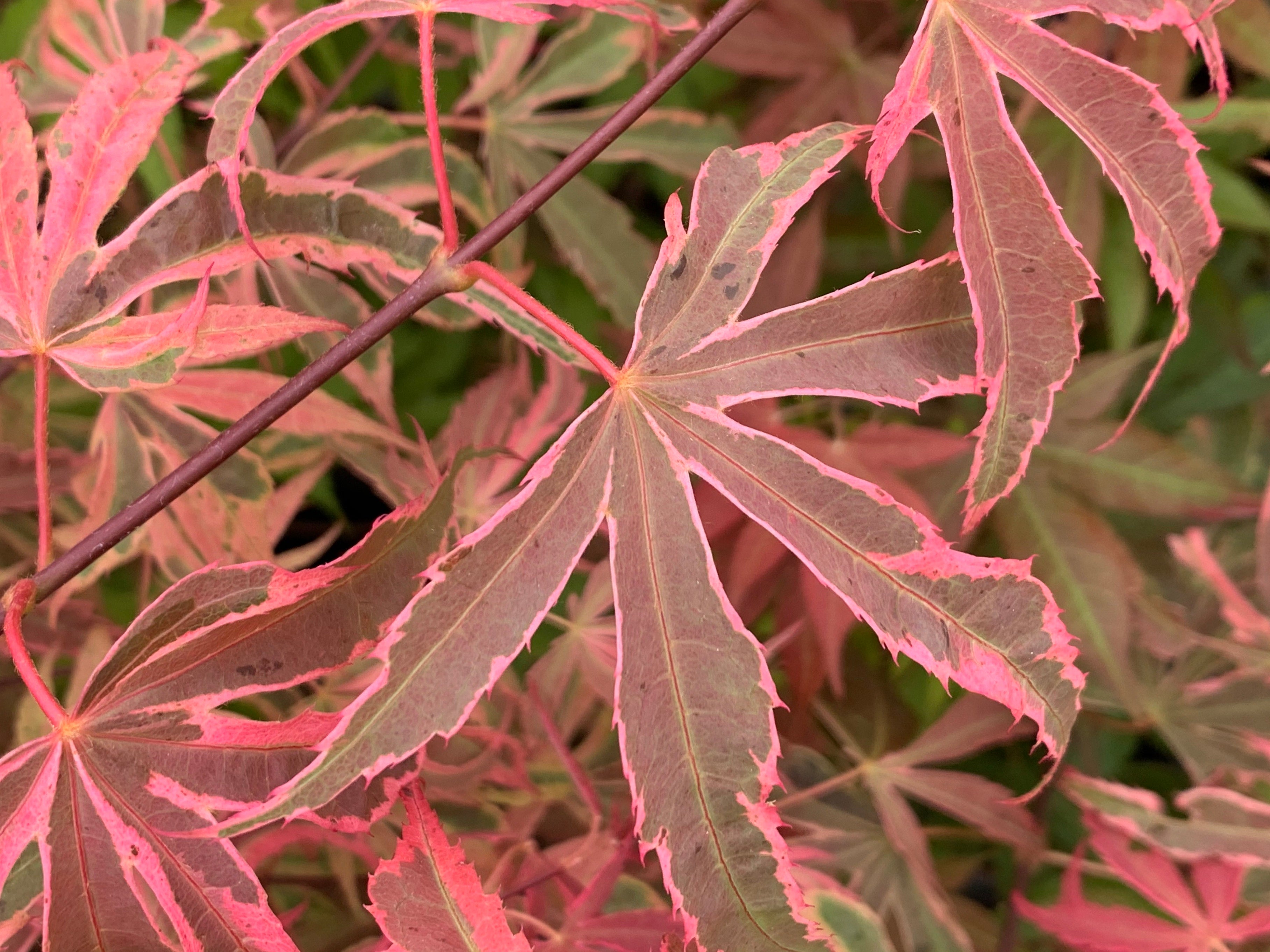 Buy Acer palmatum 'Geisha Gone Wild' Japanese Maple — Mr Maple │ Buy ...
