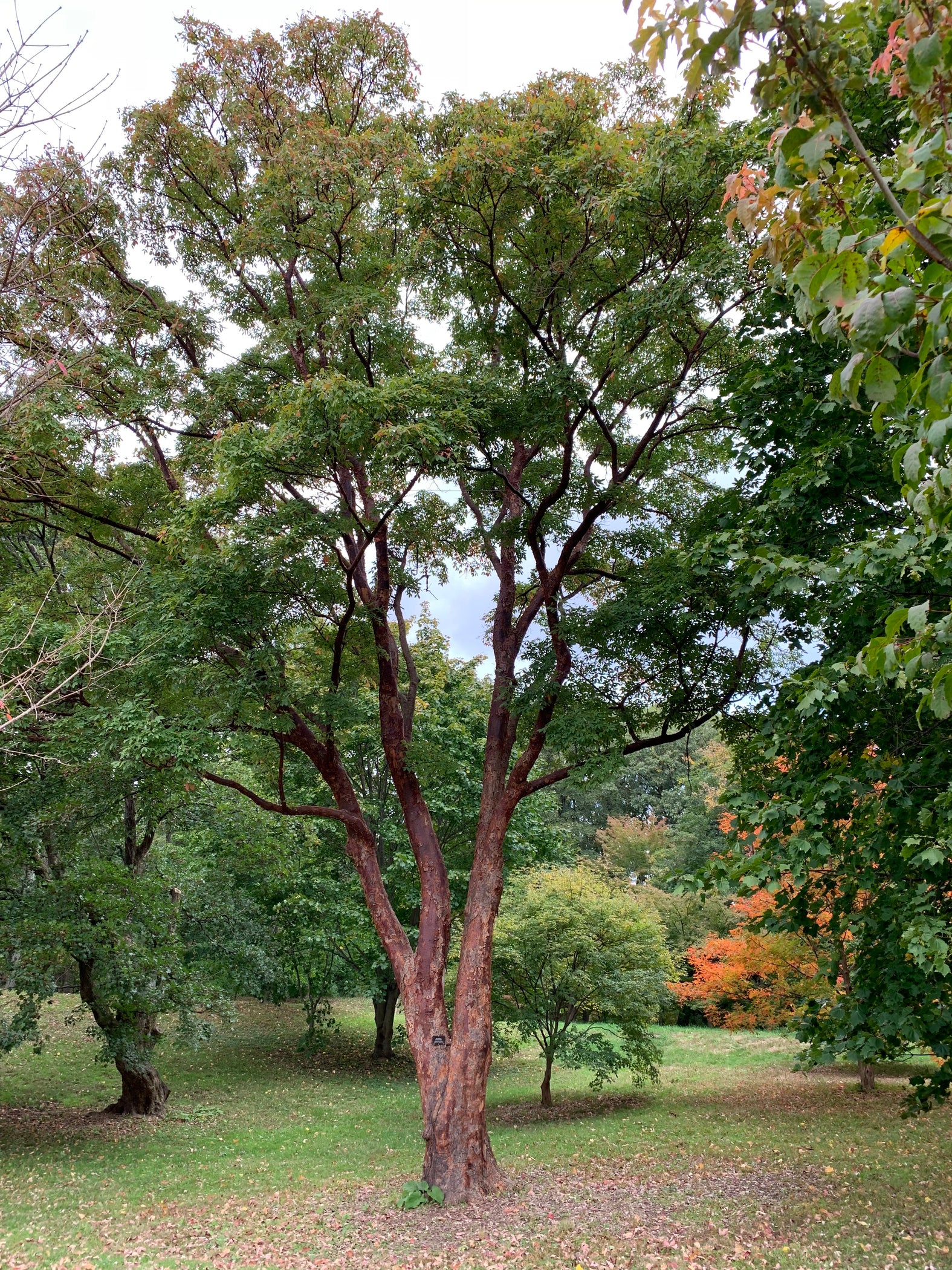 Buy Acer griseum - Paperbark Maple — Mr Maple │ Buy Japanese Maple Trees