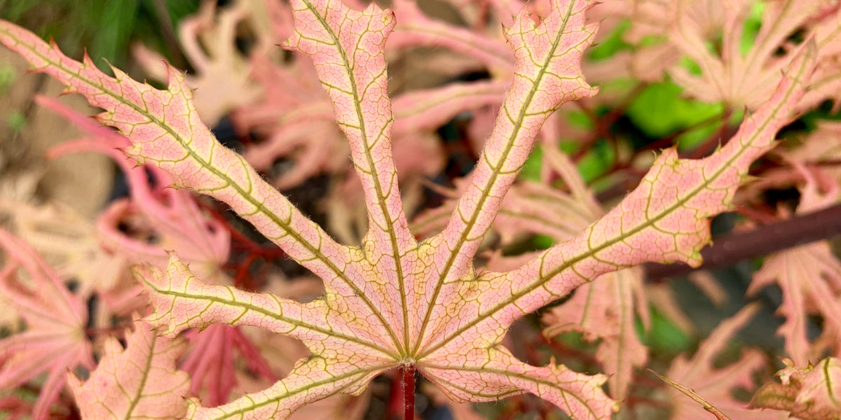 Buy Acer palmatum 'Strawberry Spring' Reticulated Japanese Maple — Mr ...