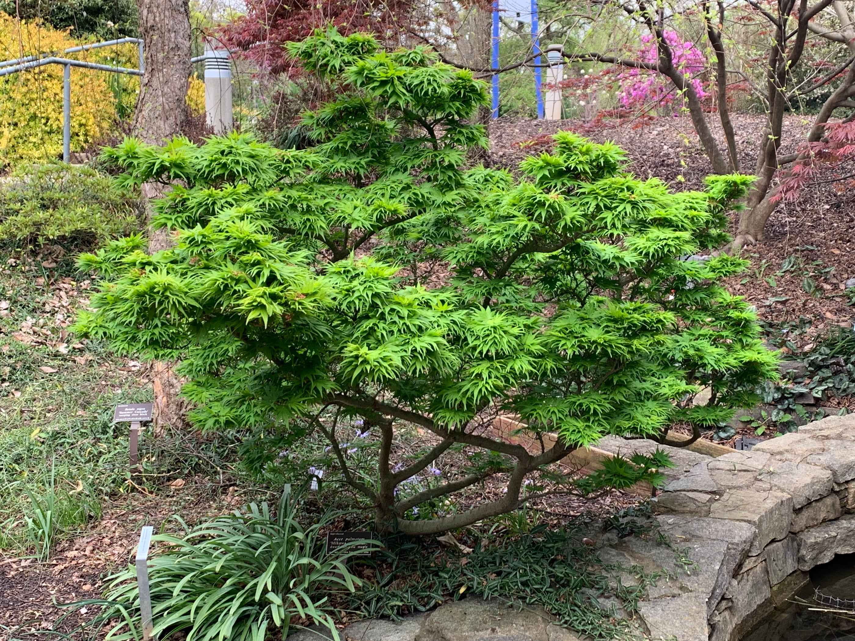 Buy Acer palmatum 'Mikawa yatsubusa' Dwarf Japanese Maple — Mr Maple ...