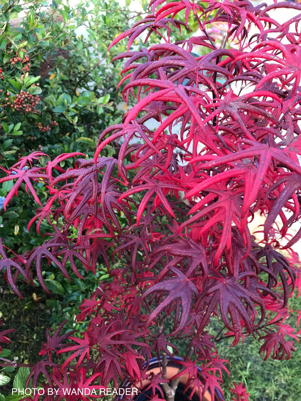 Buy Acer palmatum 'Peve Starfish' Japanese Maple — Mr Maple │ Buy Japanese Maple Trees
