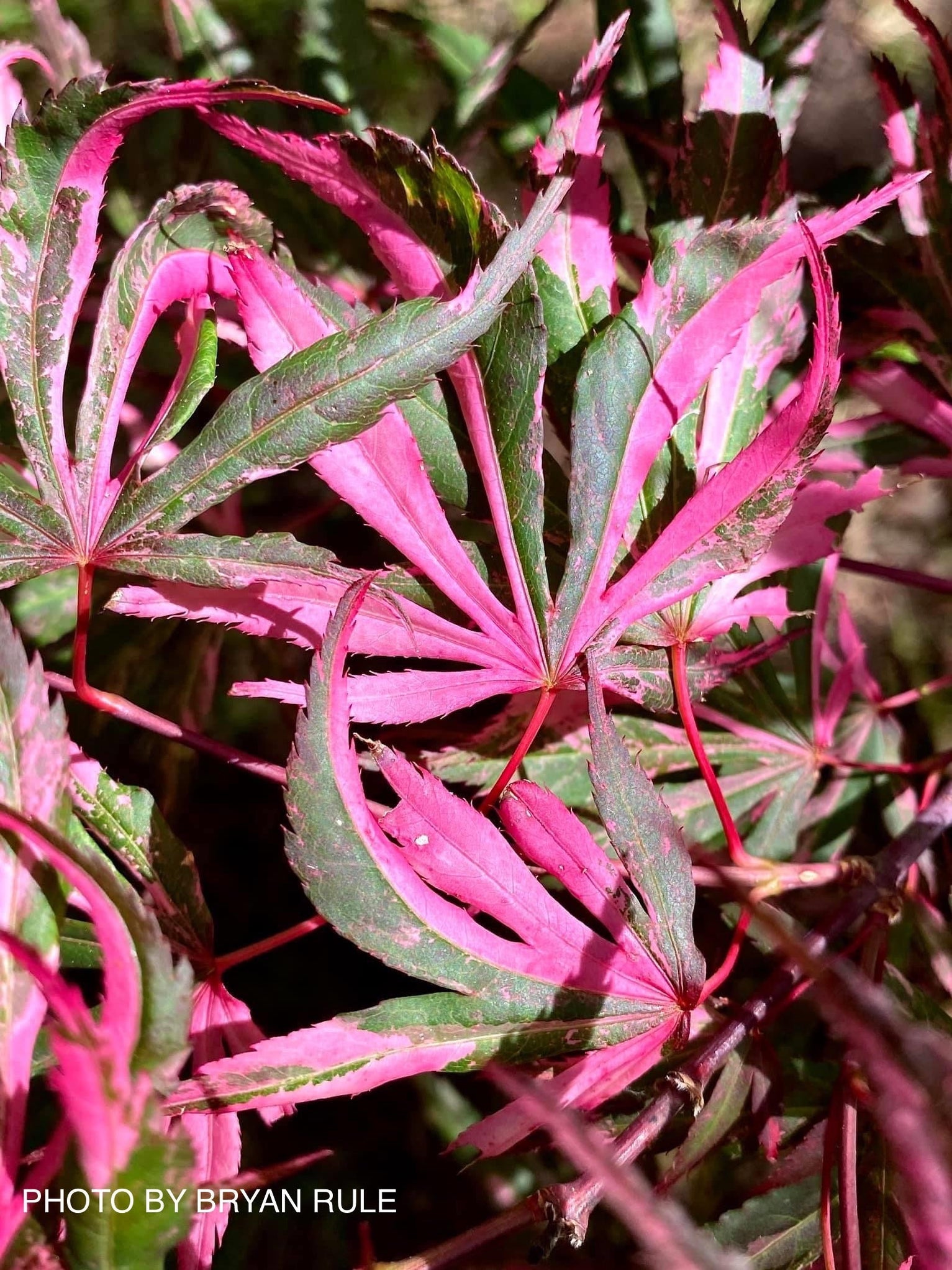 Buy Acer palmatum 'Lileeanne's Jewel' Japanese Maple — Mr Maple │ Buy ...