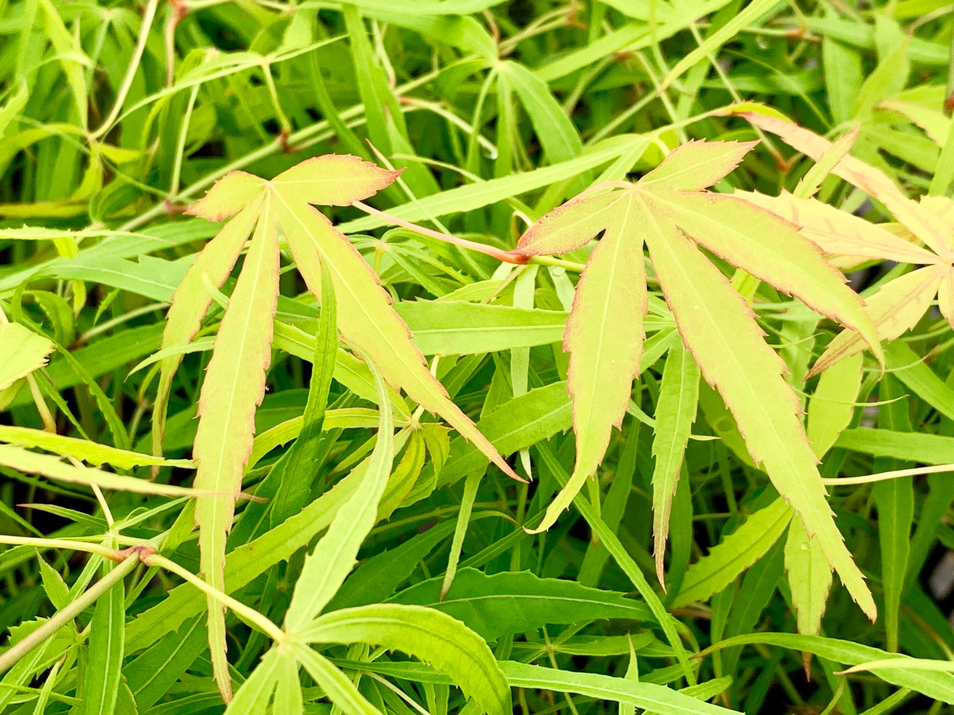 Buy Acer palmatum 'Yellow Threads' Rare Japanese Maple — Mr Maple │ Buy ...