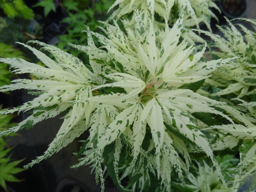 Buy Acer palmatum 'Snow Kitten' Variegated Mikawa Japanese Maple — Mr ...