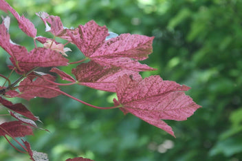 Buy Acer pseudoplatanus 'Esk Sunset' Rare Variegated Eskimo Sunset ...