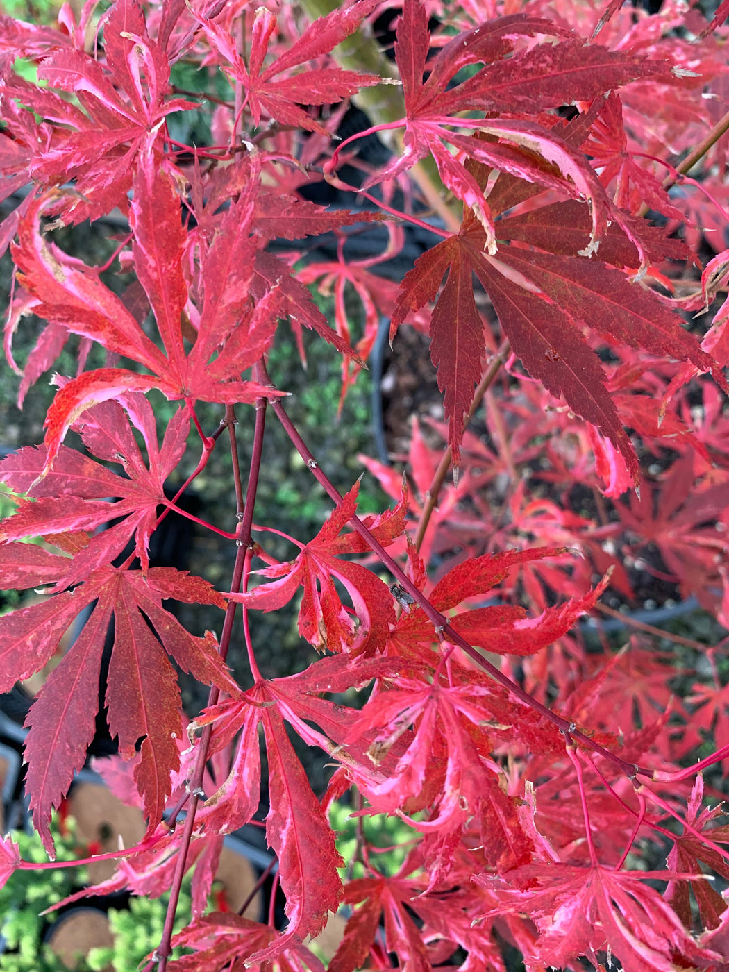 Buy Acer palmatum 'Lileeanne's Jewel' Japanese Maple — Mr Maple │ Buy ...