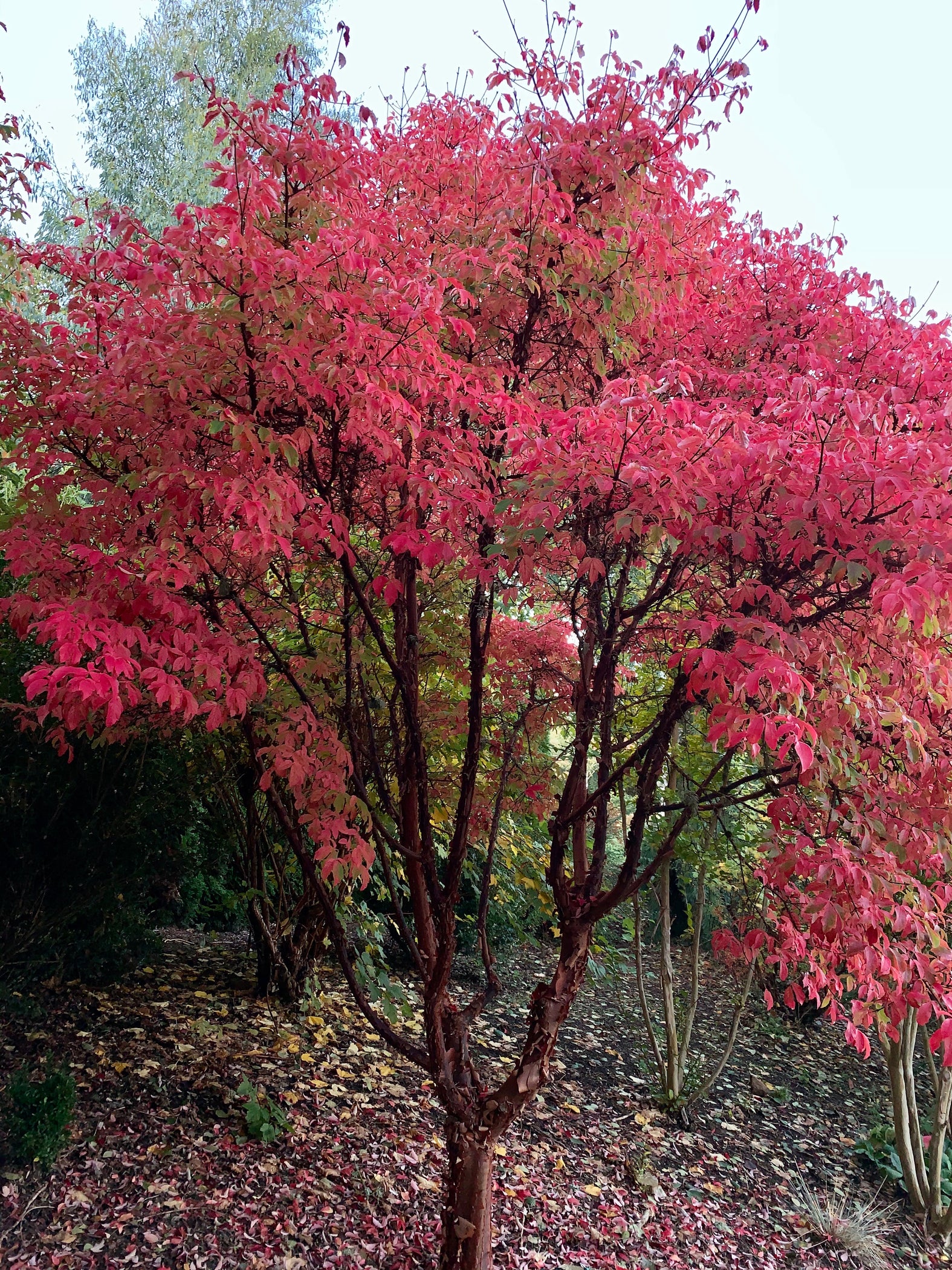 Buy Acer griseum - Paperbark Maple — Mr Maple │ Buy Japanese Maple Trees