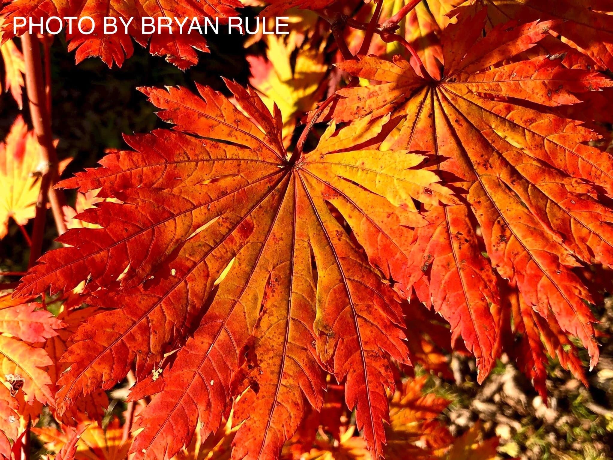 Buy Acer japonicum 'Yama kage' Mountain Shadows Full Moon Japanese ...