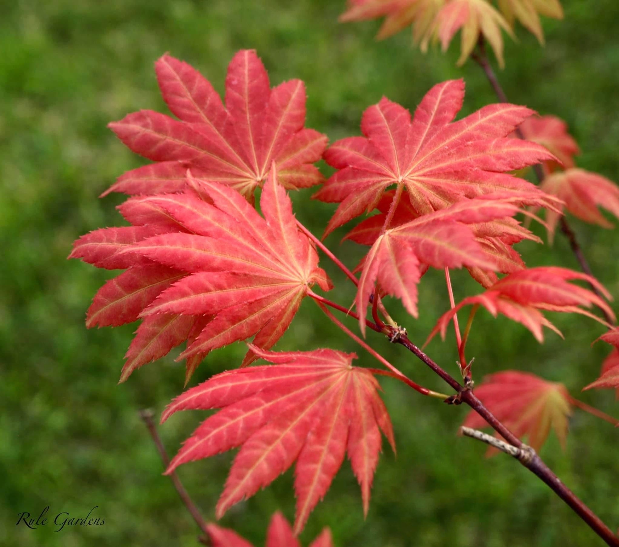 Buy Acer shirasawanum Moonrise™ Full Moon Japanese Maple — Mr Maple ...