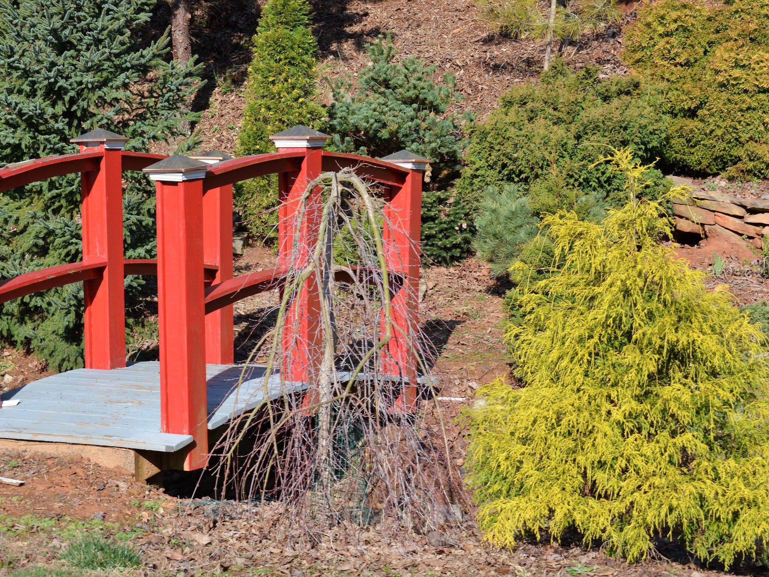 Buy Acer palmatum 'Ryusen' Japanese Maple — Mr Maple │ Buy Japanese ...