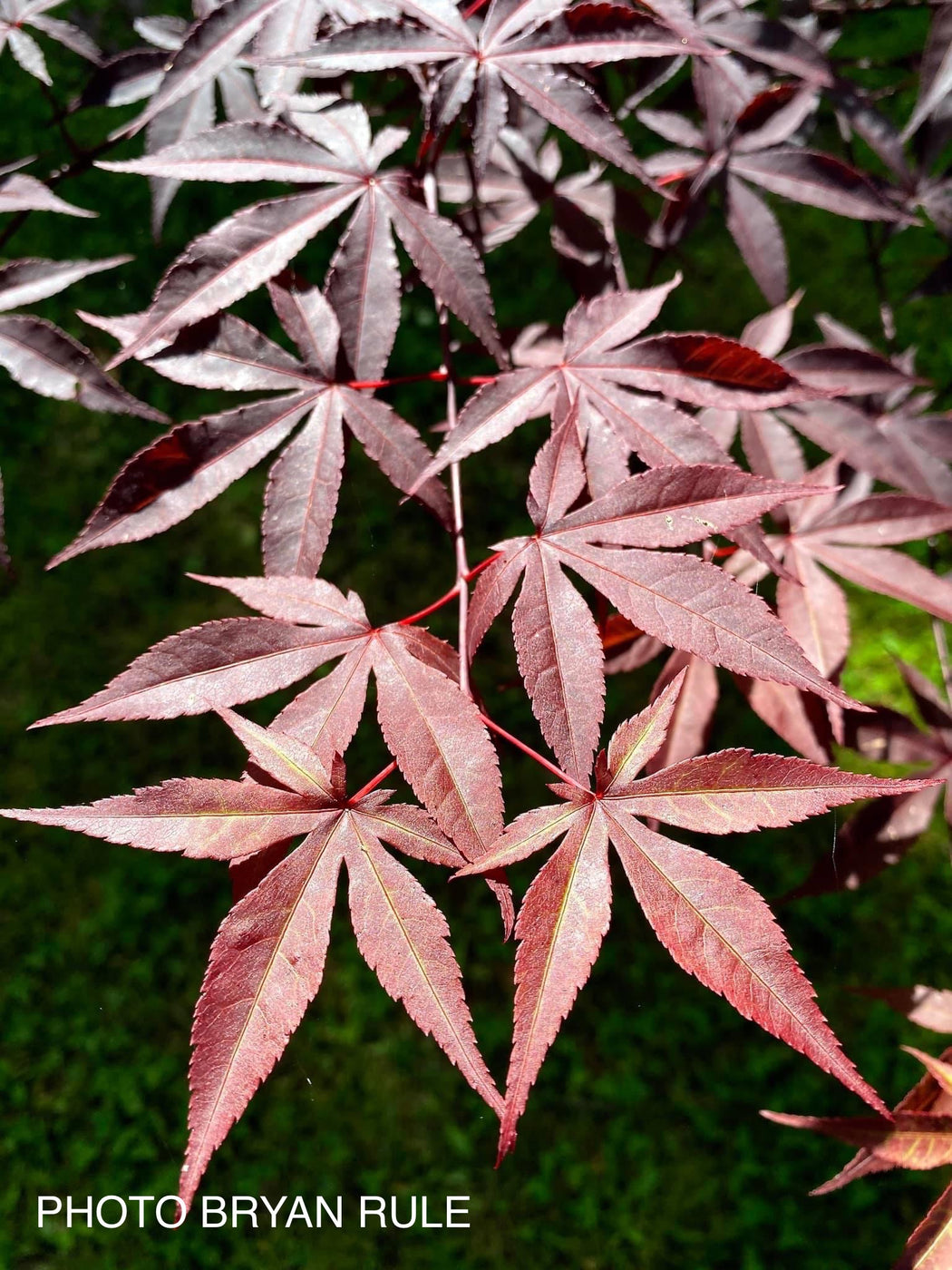 Buy Acer palmatum 'Emperor 1' Red Japanese Maple — Mr Maple │ Buy ...