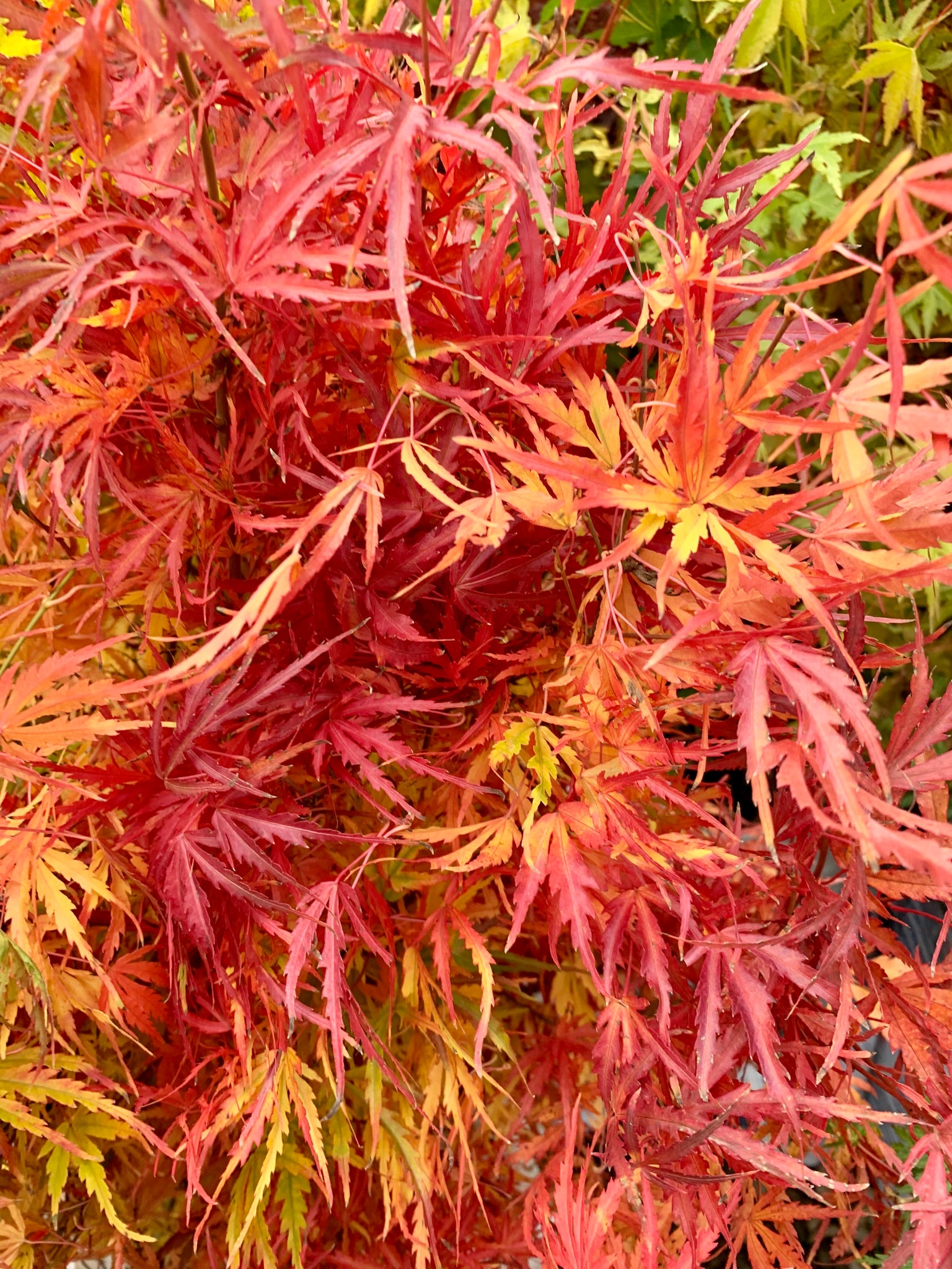 Buy Japanese Maples For Container — Mr Maple │ Buy Japanese Maple Trees